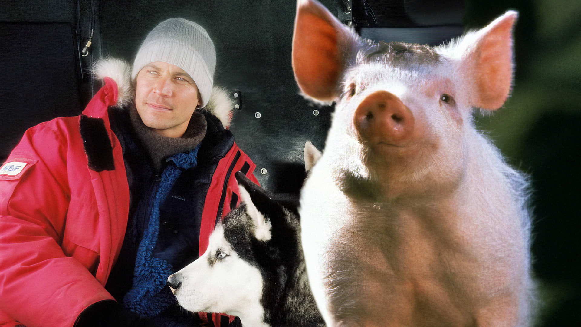 Top 5 Animal-Starring Movies to Watch with Your Pet